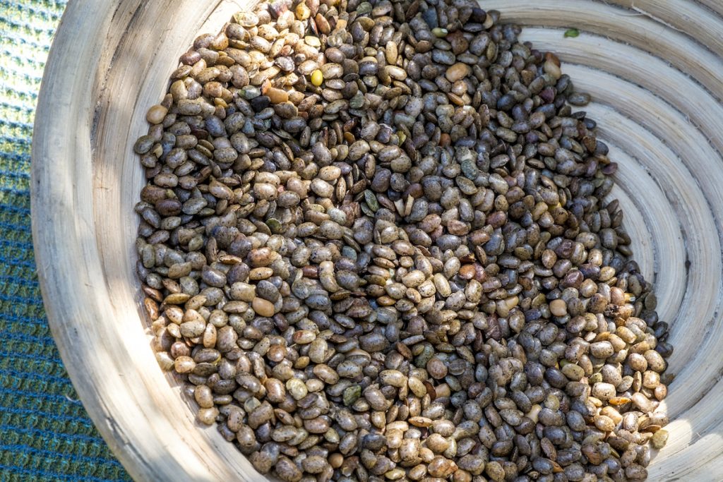 Gahat (Kulath or Horsegram) – Kilmora